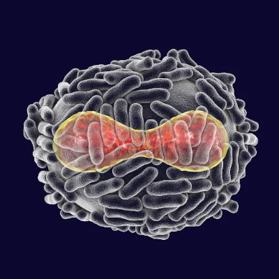 Brasil Escola - O maior portal de educação do Brasil