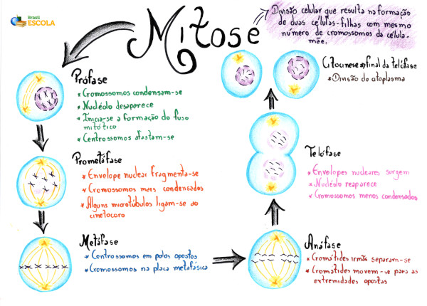 Mitose - Brasil Escola